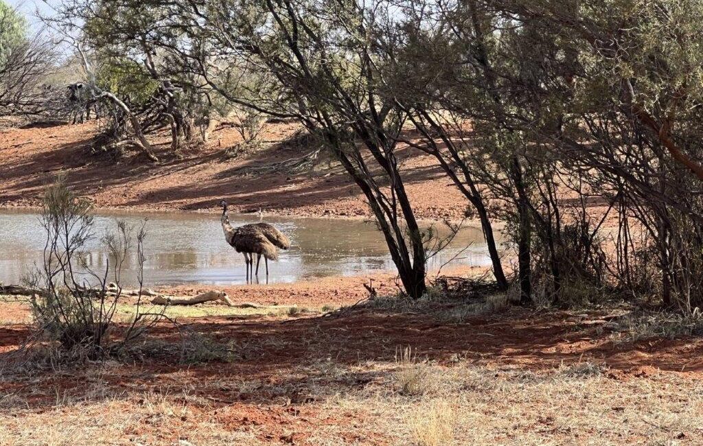 AMYAC Noticeboard | AMYAC